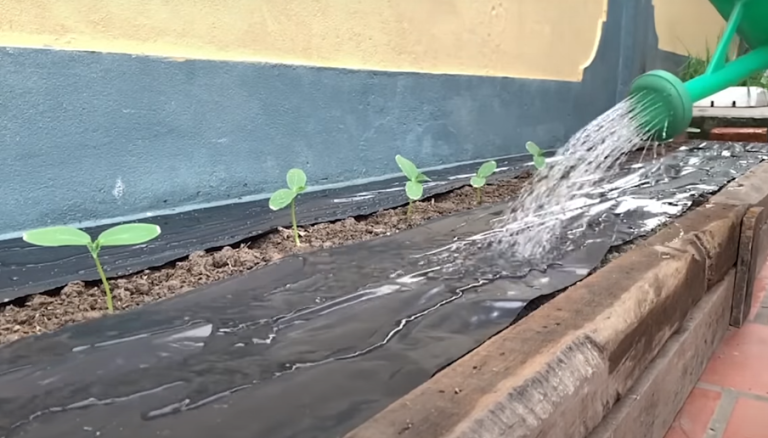 How to Grow Cucumber Plant at Home - Garden Fill