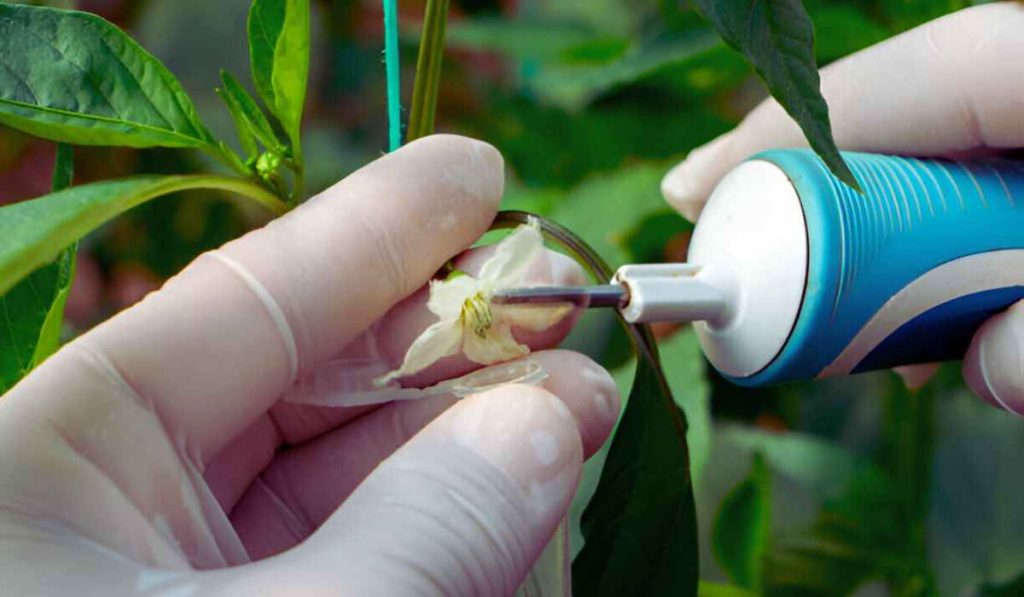 How to Hand Pollinate Tomatoes for Seed Production