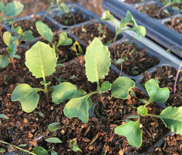 How to Grow Broccoli Plants: Pro Tips and Tricks - Garden Fill