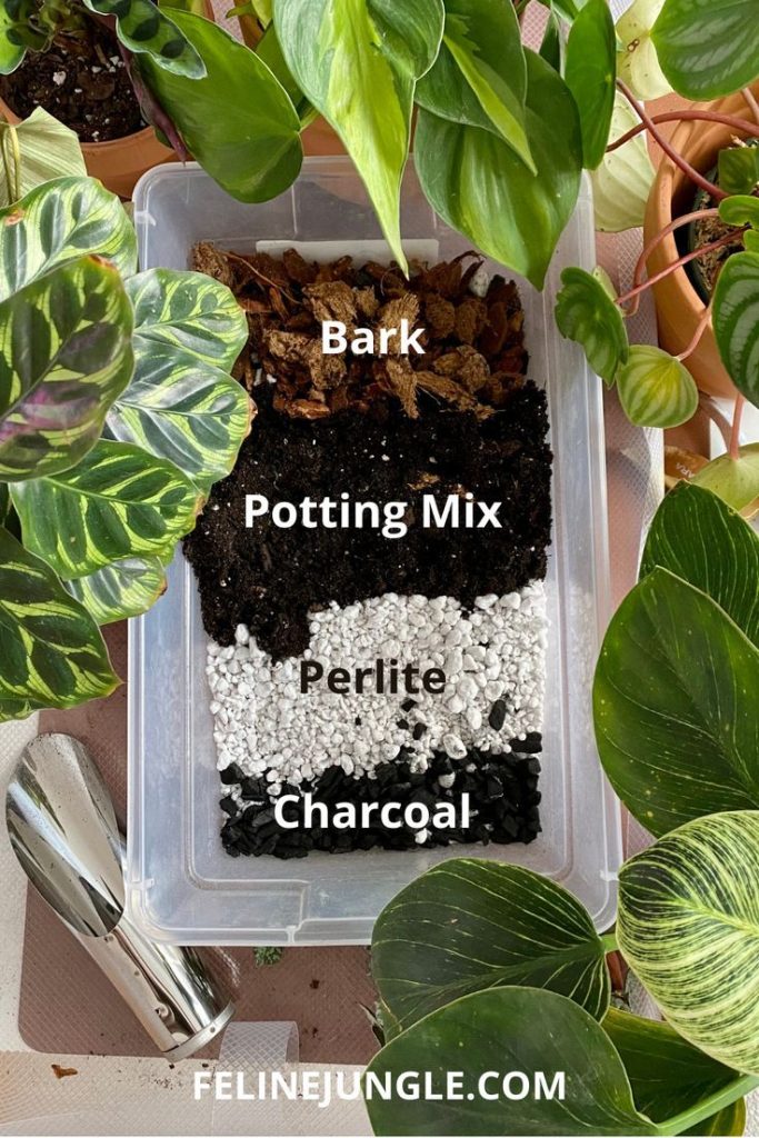How to Pick the Best Potting Soil for Indoor Plants