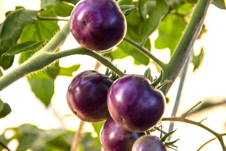 How to Grow Purple Cherry Tomatoes: A Complete Guide